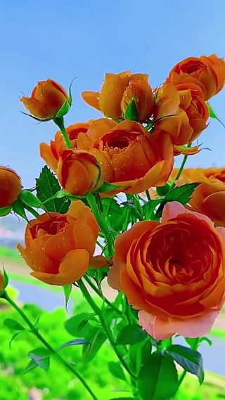 浪漫的花儿(风景手机动态壁纸) - 风景手机壁纸下载 - 元气壁纸