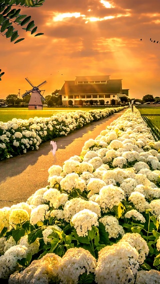 夕阳下的美景(风景手机动态壁纸) - 风景手机壁纸下载 - 元气壁纸