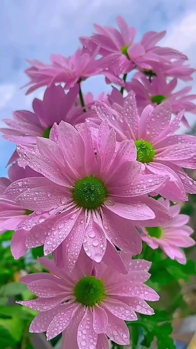 浪漫的花儿(风景手机动态壁纸) - 风景手机壁纸下载 - 元气壁纸