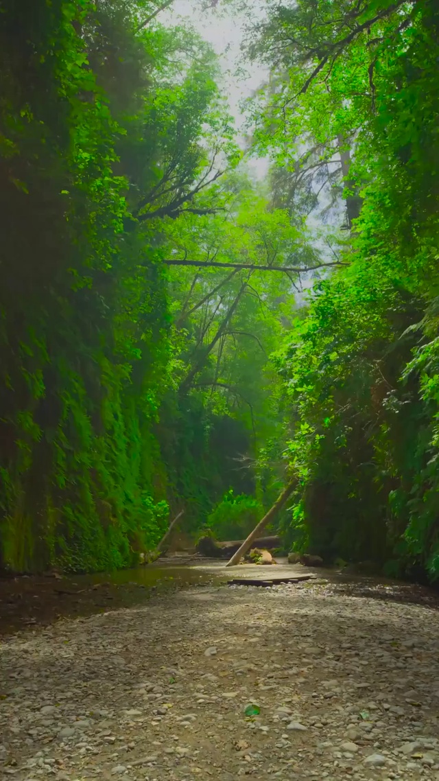 走进4K原始森林(风景手机动态壁纸) - 风景手机壁纸下载 - 元气壁纸