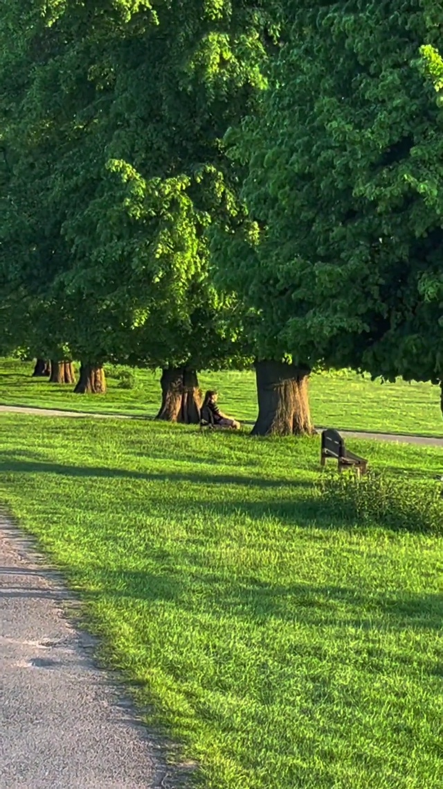 大树下(风景手机动态壁纸) - 风景手机壁纸下载 - 元气壁纸