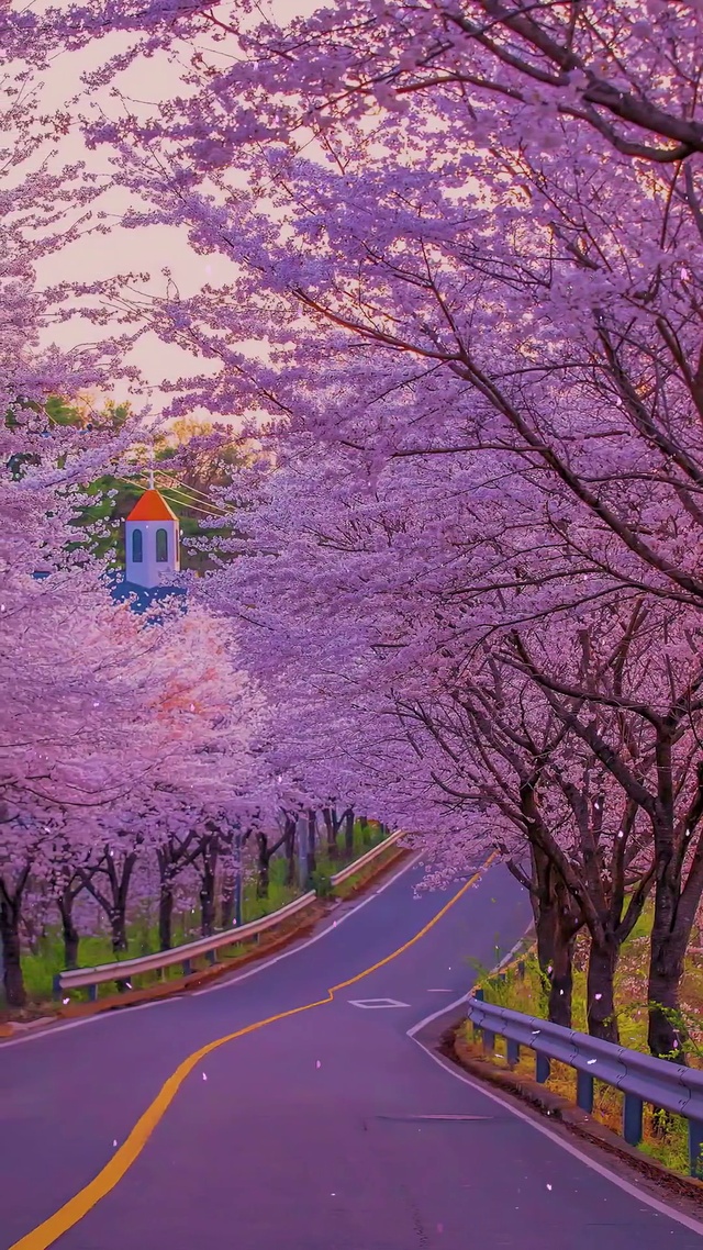 4K 樱花纷飞的时代(风景手机动态壁纸) - 风景手机壁纸下载 - 元气壁纸